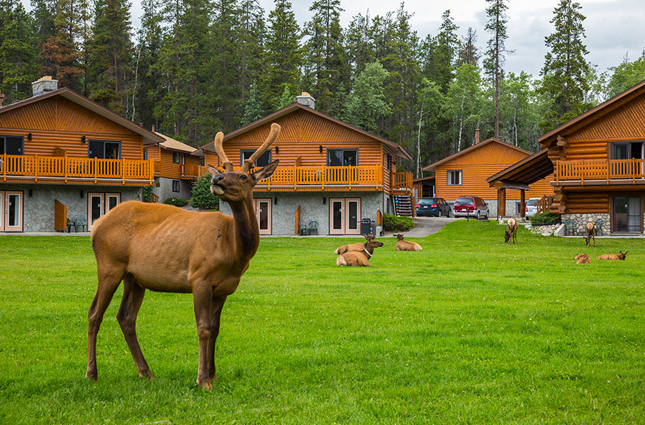 Jasper Deluxe Log Chalet for 2 Becker’s Chalets